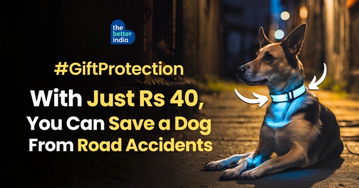 Donate Rs 40 to Save a Dog From Road Accidents | DonateKart