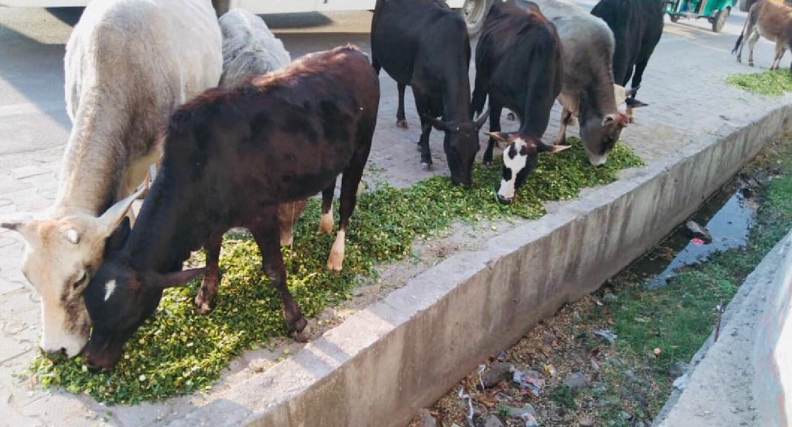 Help Kosha Foundation Give Abandoned Cows The Love And Respect They ...