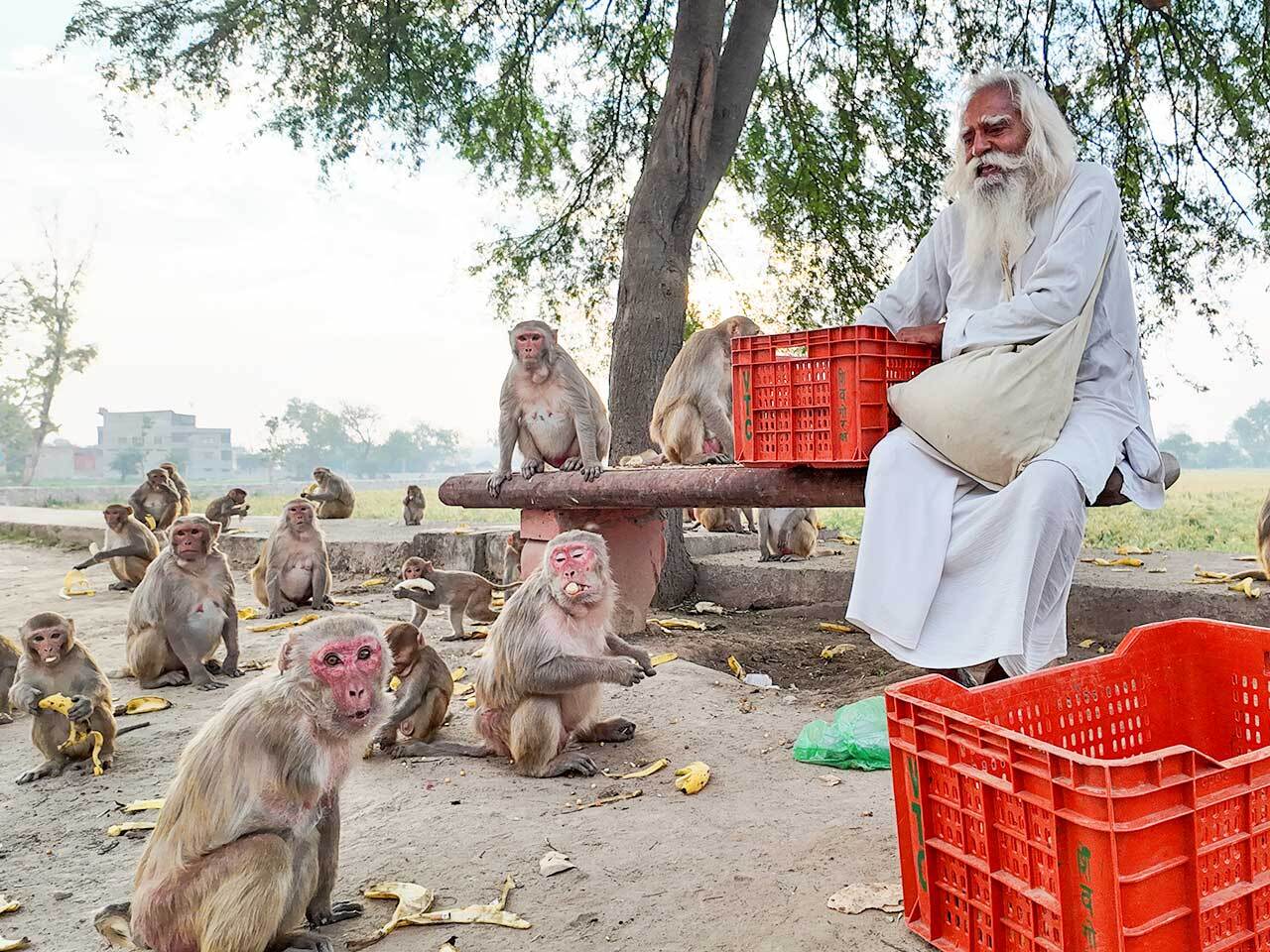 Join This 83 YO Man In His Mission To Feed 2000+ Monkeys | DonateKart