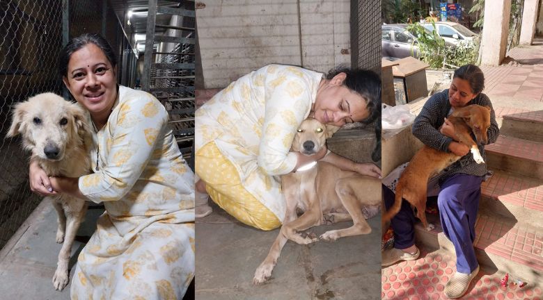 Thousands Of Stray Dogs Are Struggling For Food And Water, You Can Help ...
