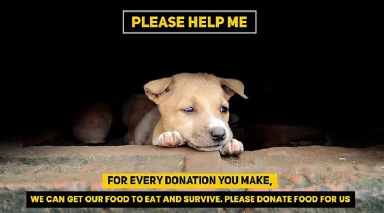 Help animals who suffer every day. One donation, twice the help ...