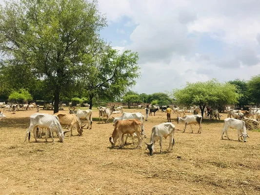 Guardians Of The Voiceless: Dhima Panjrapole's Fight For Stray Animal ...