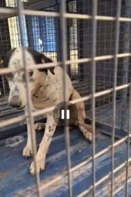 Offer A Helping Hand To Support Female stray dog's Treatment | DonateKart