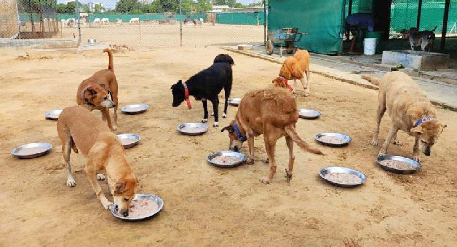 Friendicoes Seca needs help to care for abandoned pets and strays ...