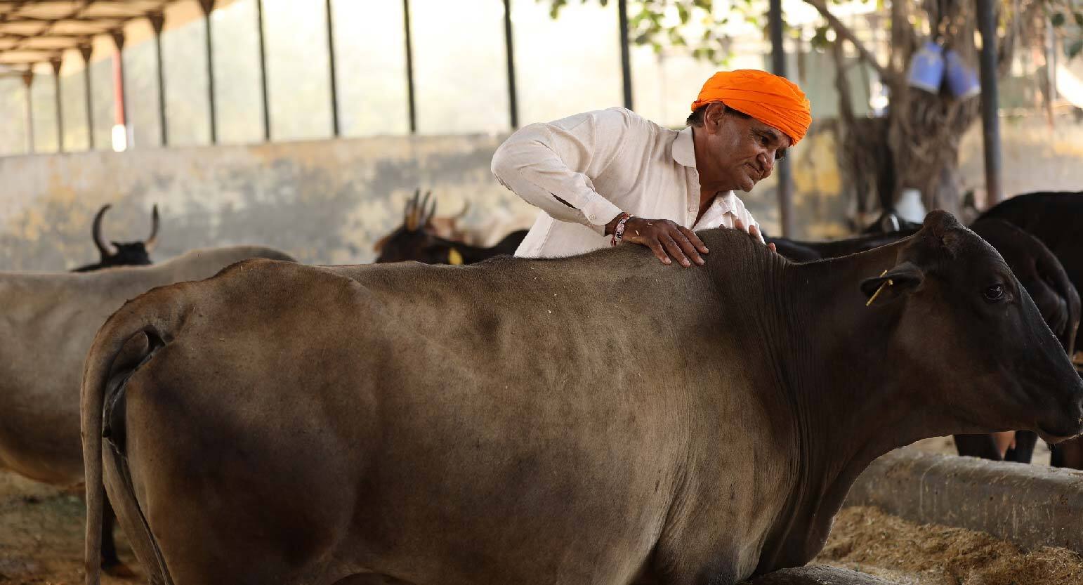 Give Over 4500 Helpless & Injured Cows A Life Of Health & Dignity ...