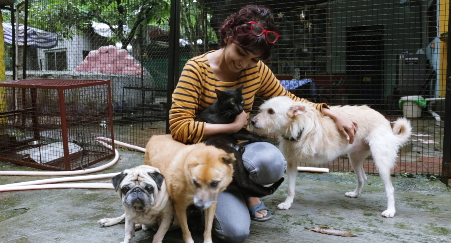 Support Priya’s Relentless Efforts To Care For Sick & Injured Animals ...