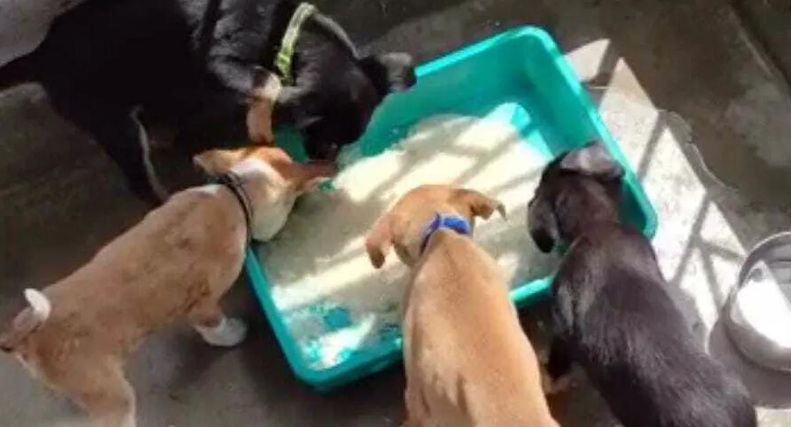 Love Paws Foundation Needs Your Support And Boost To Lift Up The ...