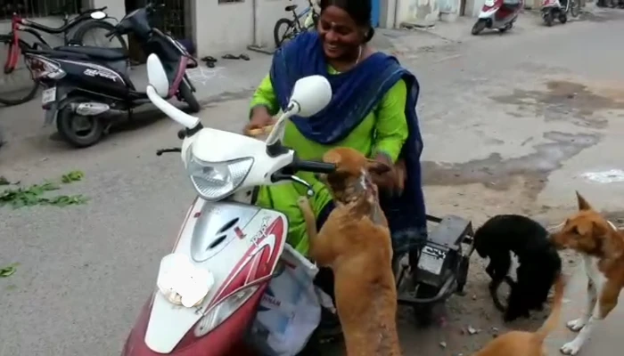 Your Support Can Help Mohana build a shelter for Rescued Helpless Dogs ...