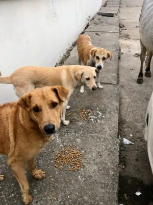 Voice Of The Voiceless: Help Nisha Verma Give Strays The Love & Care ...