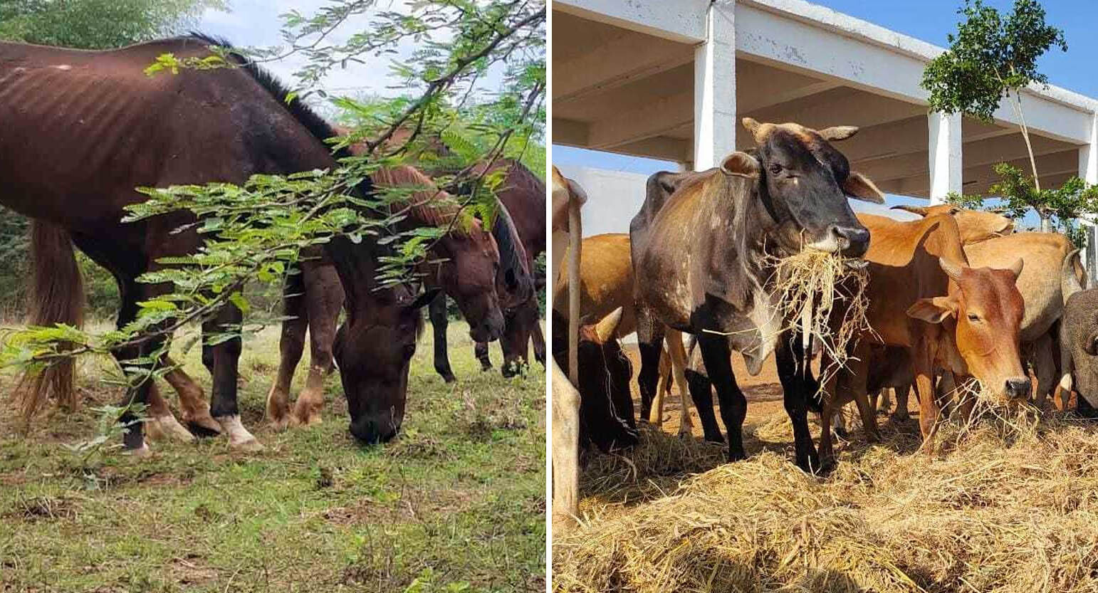 Support People for Animals Chennai To Feed 900 Odd Rescued Animals ...