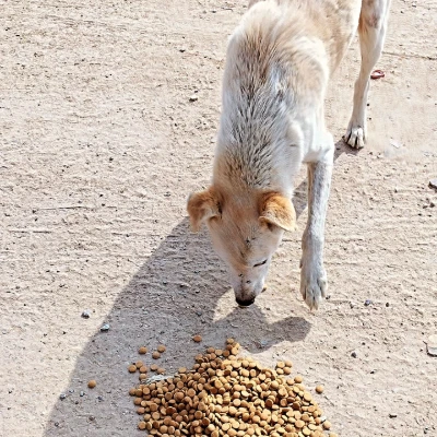 Support Priyesh in Creating a Forever Sanctuary for Voiceless Strays ...