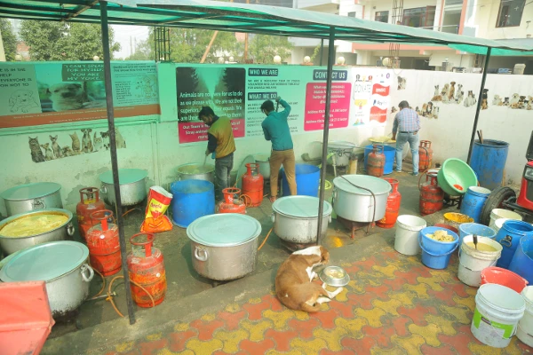 Join Save a Stray To Give Hundreds Of Strays In India A Better Life ...