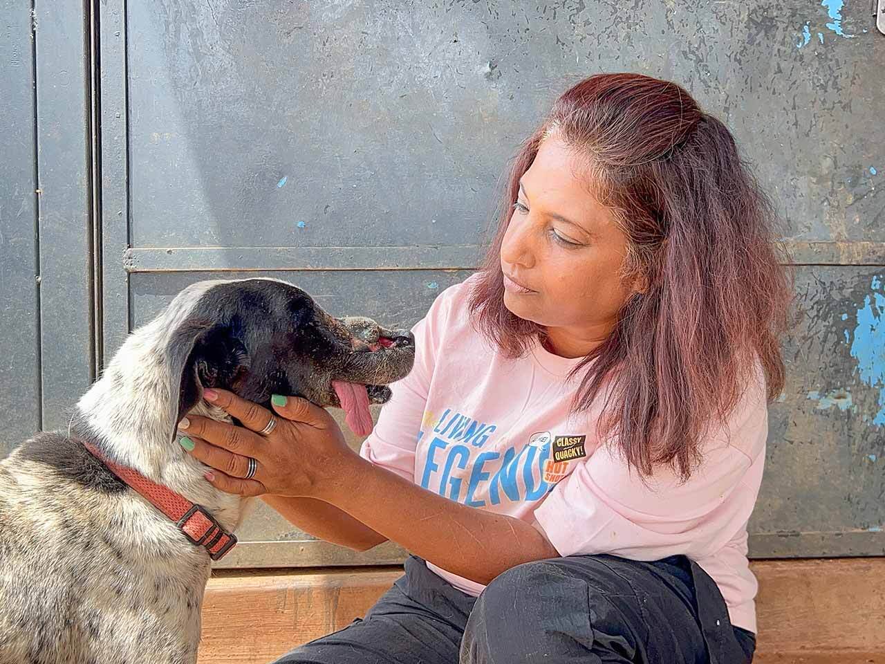 When The World Looked Away From Wounded Stray Dogs, Geeta Picked Them ...