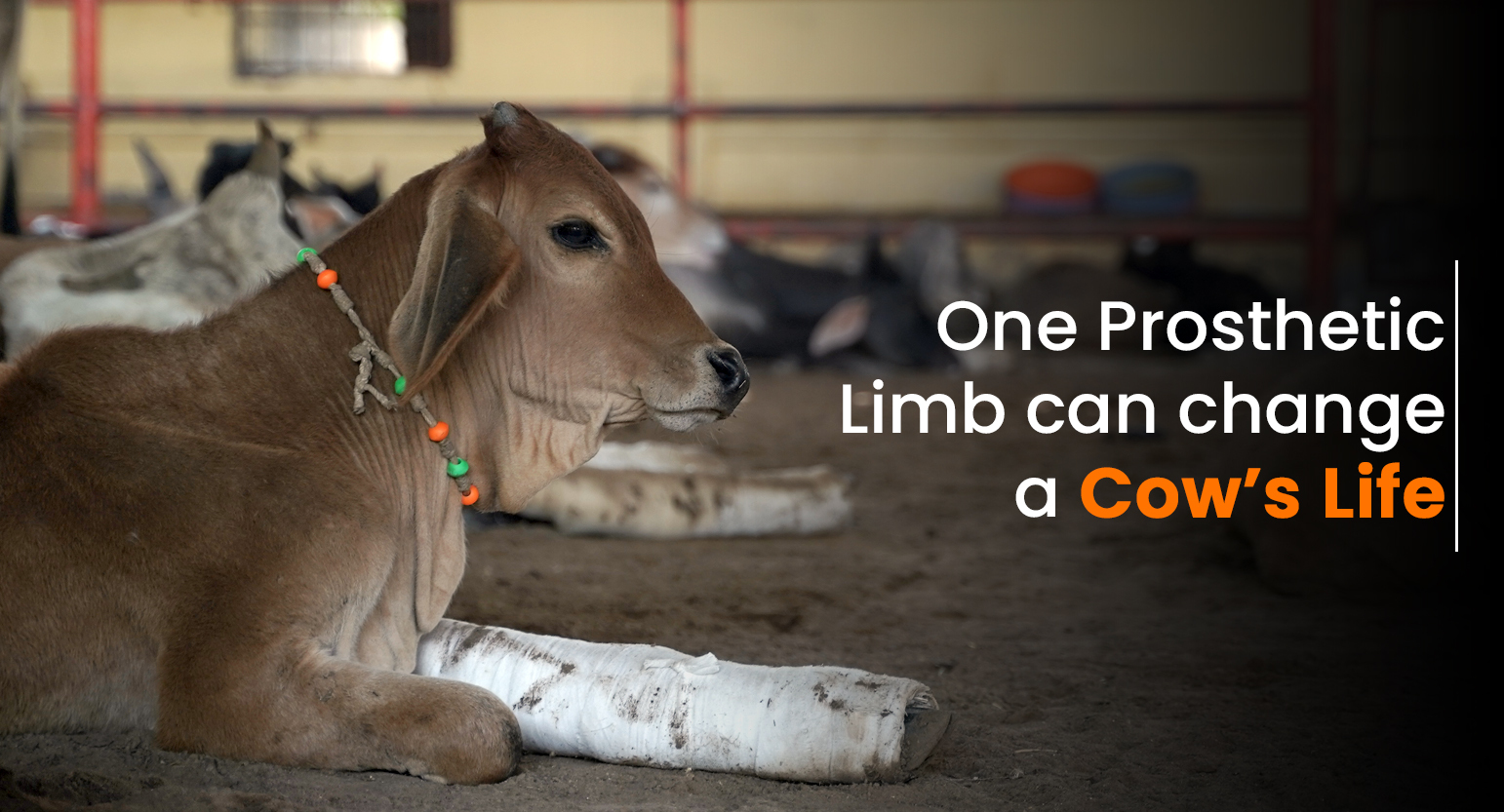 Save Cows - Donate To Help Injured Cows | DonateKart