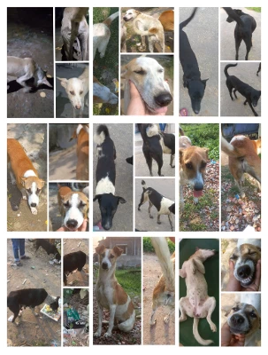 Join Us To Give Many Strays In Kolkata A Better Life | DonateKart