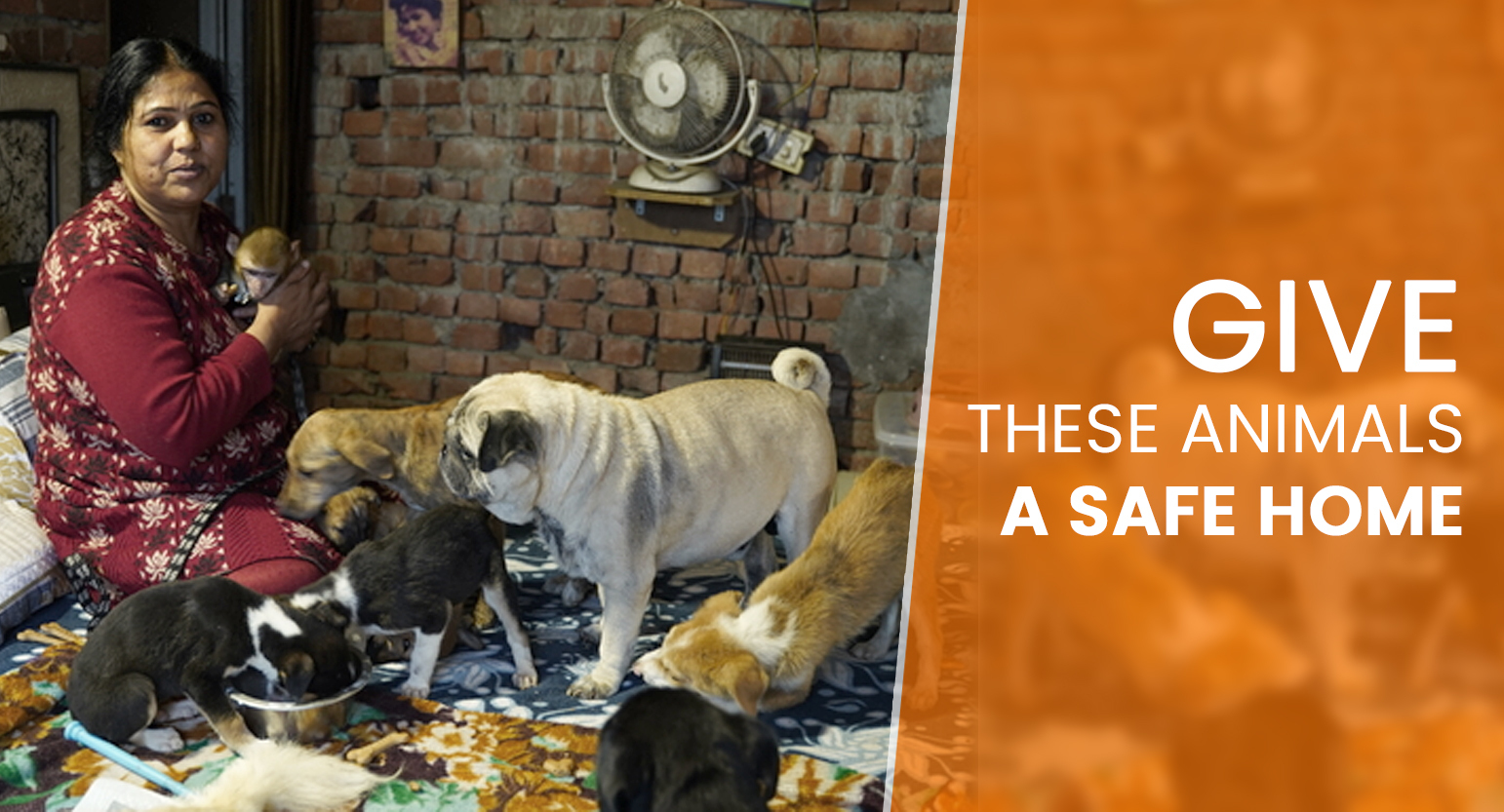 Pooja Rani Needs Your Support To Build A Shelter And Feed 500+ Strays ...