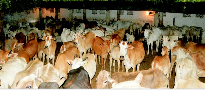 Shelter from Cruelty: Help Us Build a Gaushala Shed to Rescue and ...