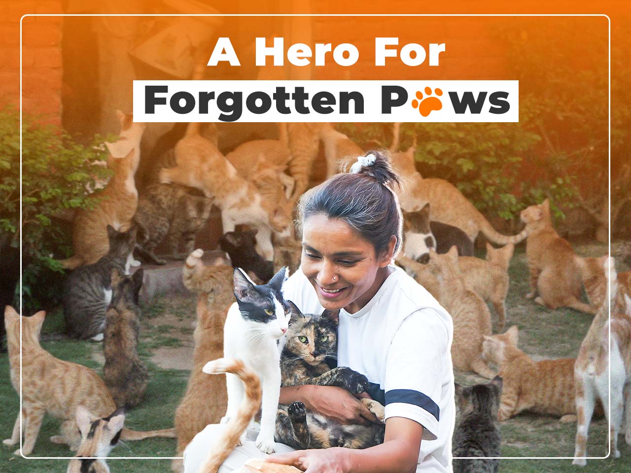 Help Tanya Feed 200+ Cats In Her Shelter And Rescue Many More In Need ...