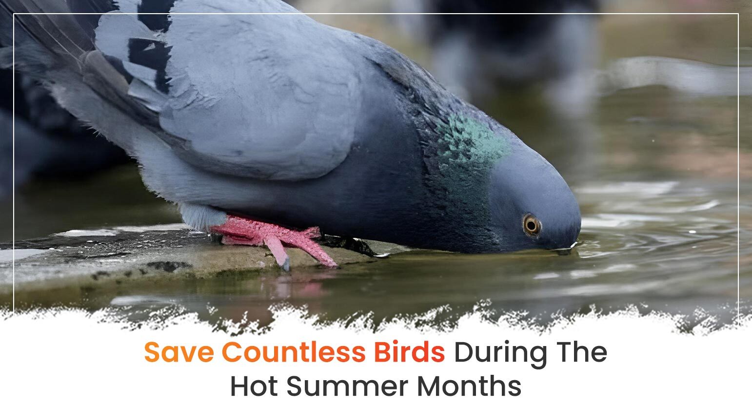 Donate Food, Water, And Nests To Save Countless Birds In North India ...