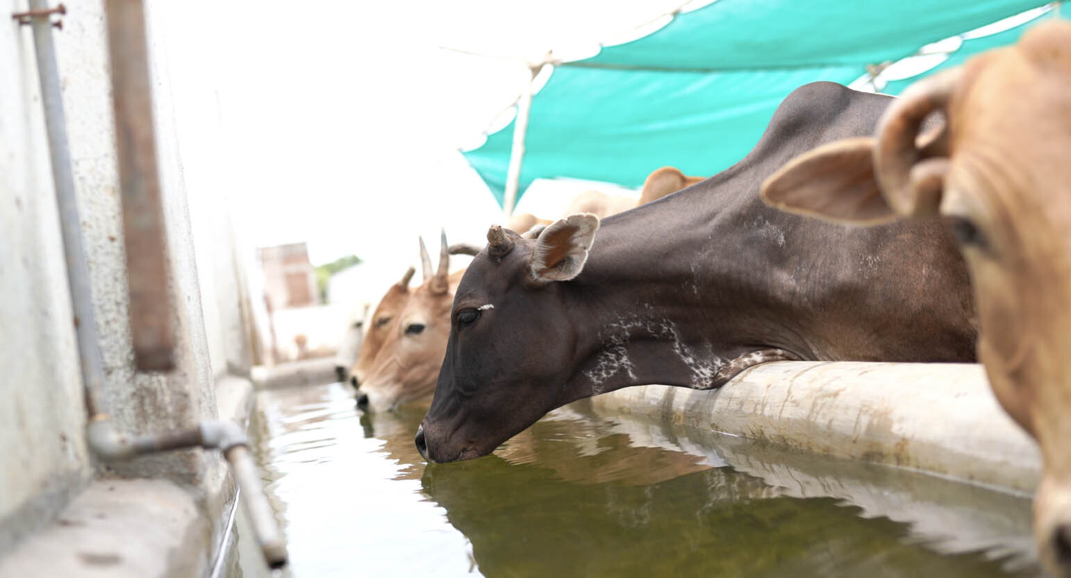 Dharam Raj Ranka Has Rescued 5000+ Innocent Cows From Cruelty, Support ...