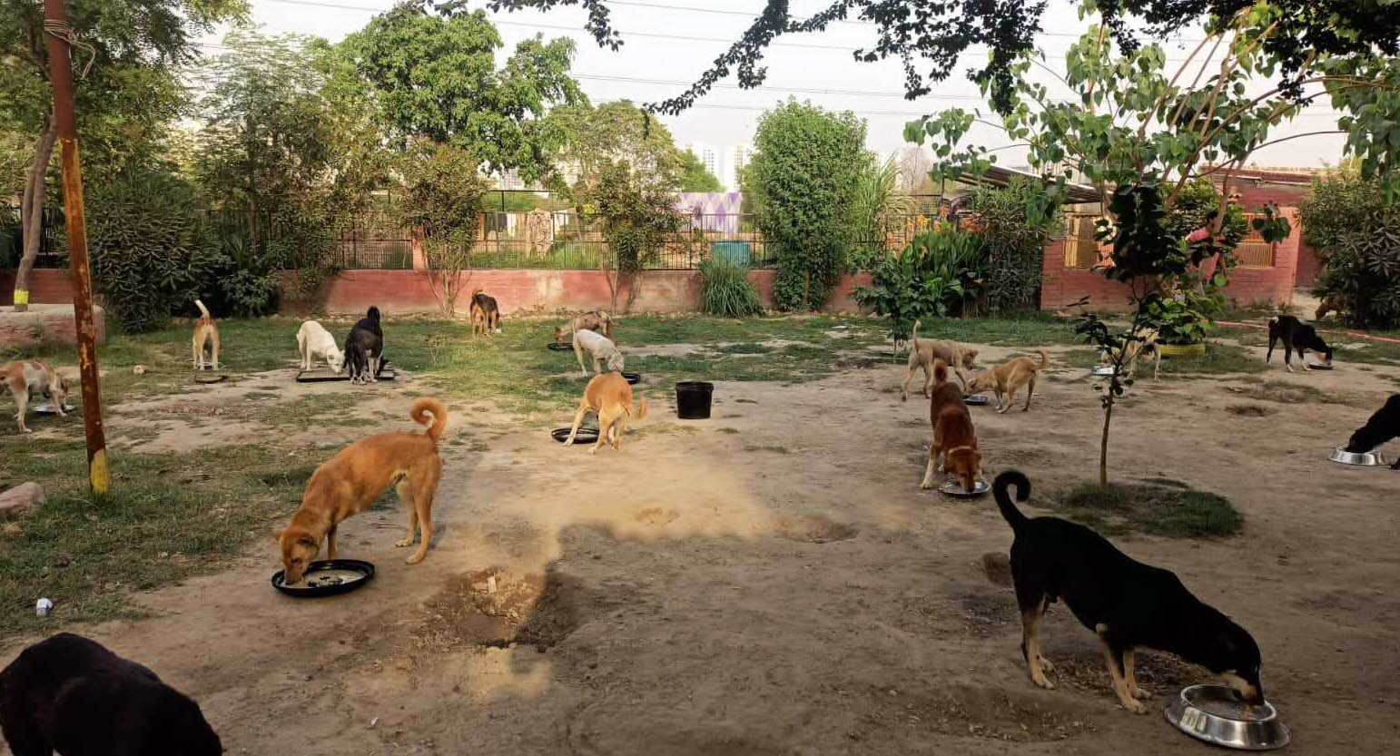 Help Posh Foundation Feed Hundreds Of Stray Dogs & Give Them A Better ...