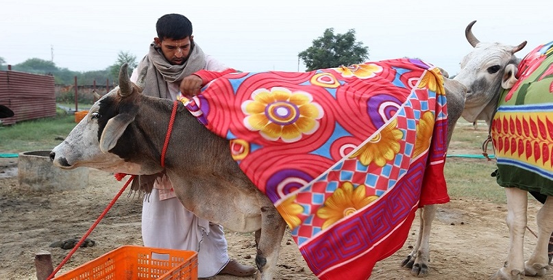 Save Thousands Of Cows From The Bitter Cold This Winter By Donating ...