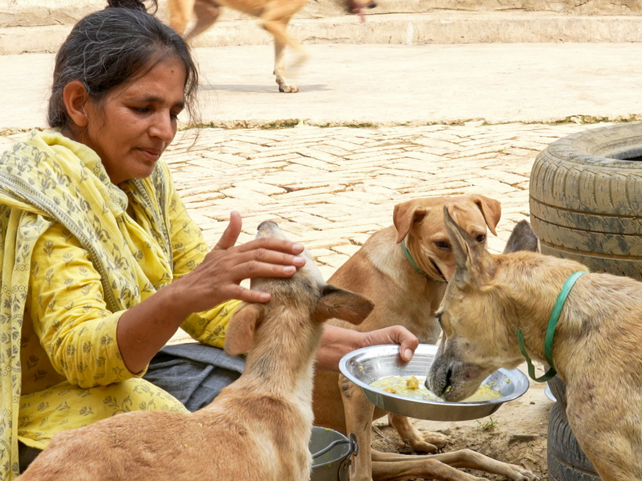 A Loving Mother To 200+ Stray Dogs, Suman Needs Your Help To Give Them ...