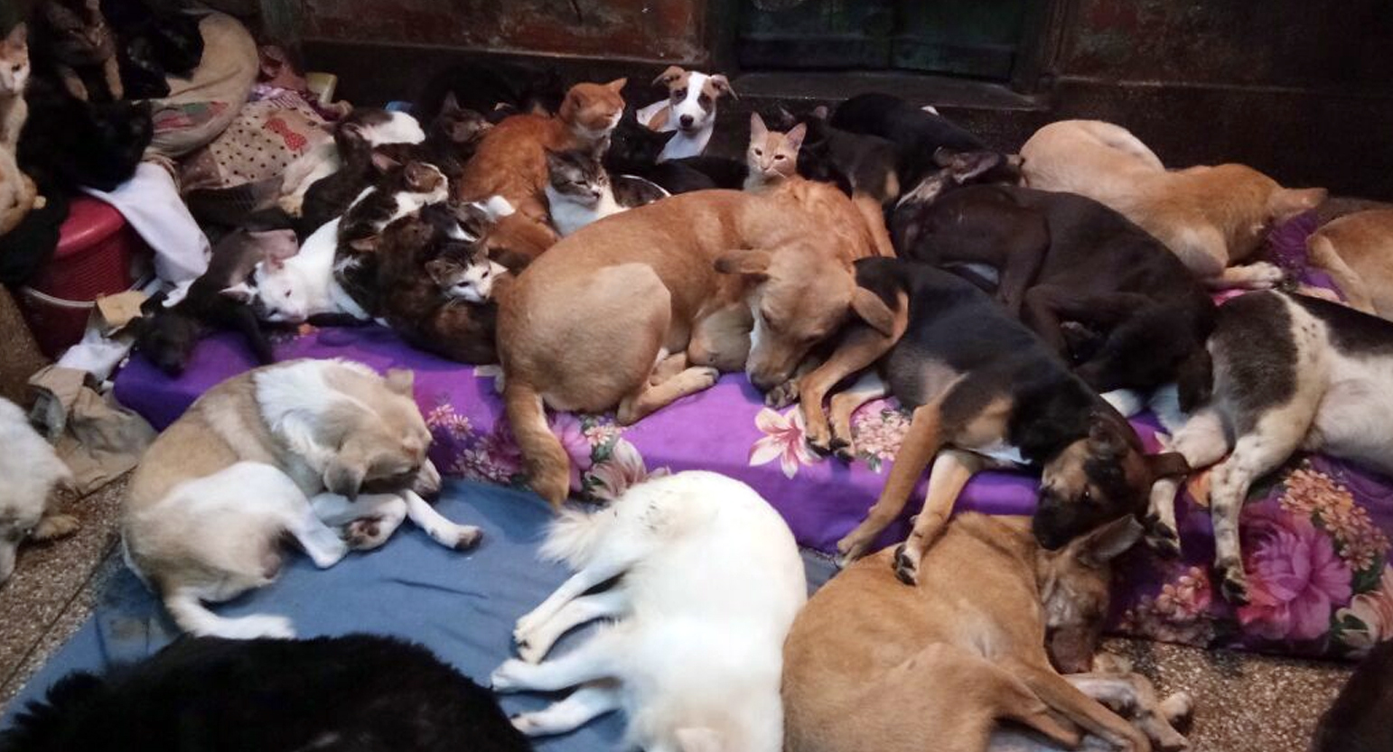 Help us to feed these voiceless souls as a kind act of Humanity ...