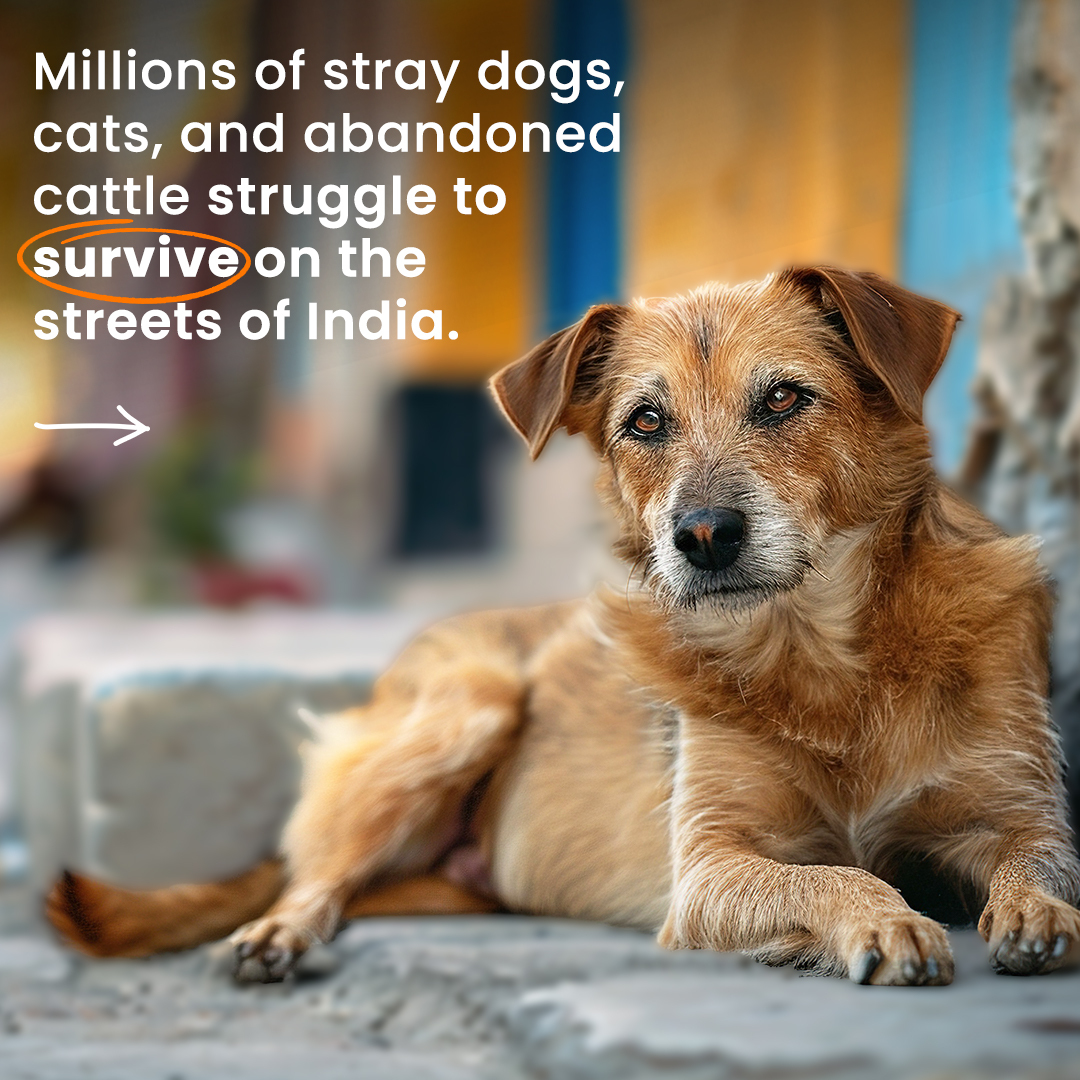 Save India’s Strays | DonateKart