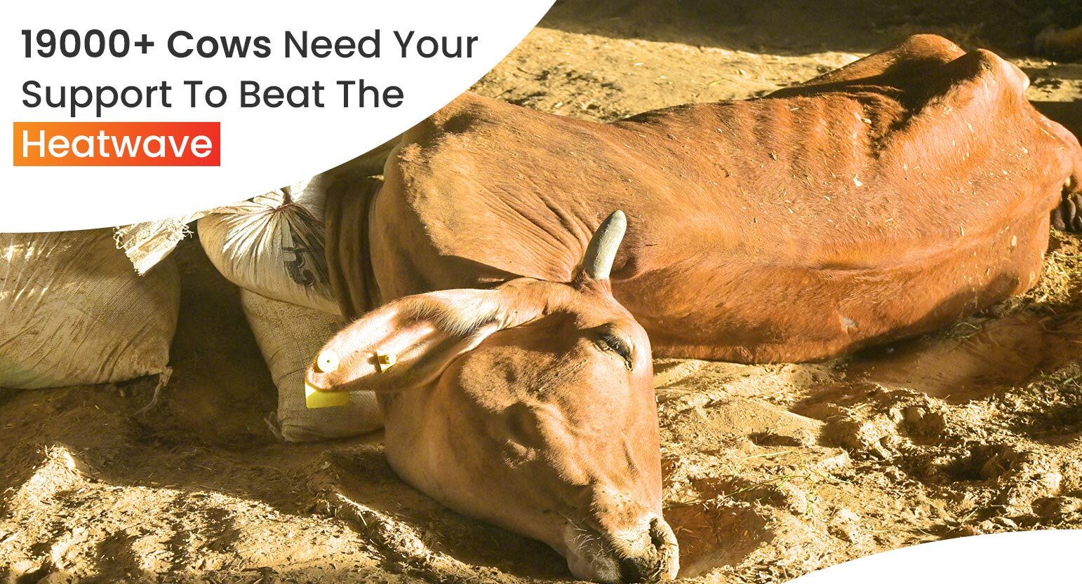 Save 19,000+ Cows Suffering In The Scorching Summer Heat With Hingonia ...