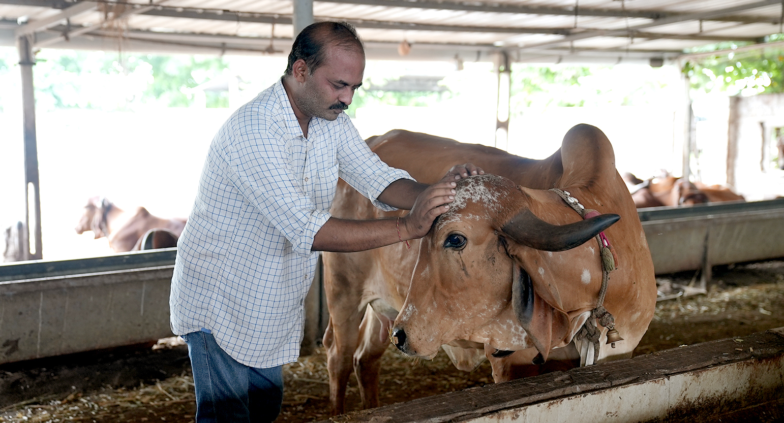 Lumpy Skin Disease Is Killing Thousands Of Gaumatas, Donate To Save ...
