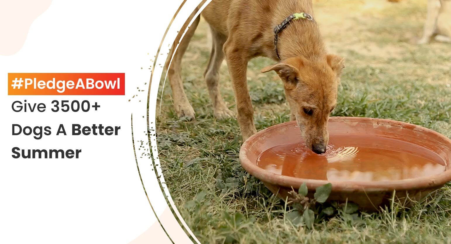 Join Hands With Vidit To Give Food And Fresh Water To Thousands Of ...