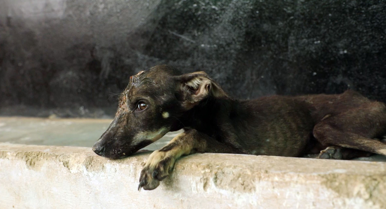 Help Build A Permanent Shelter For Thousands Of Injured Stray Animals ...