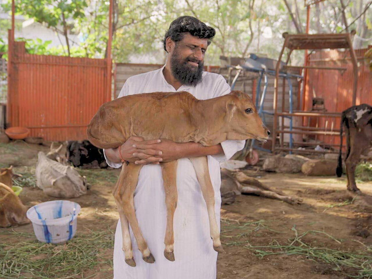 Over 6500 Cows Will Get A Comfortable Life With Your Support, Donate To ...