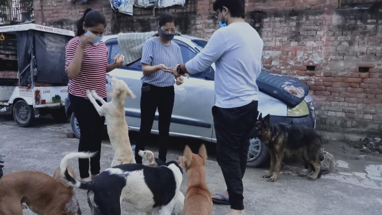 Abandoned & Helpless, Thousands Of Stray Animals Need Your Support To ...