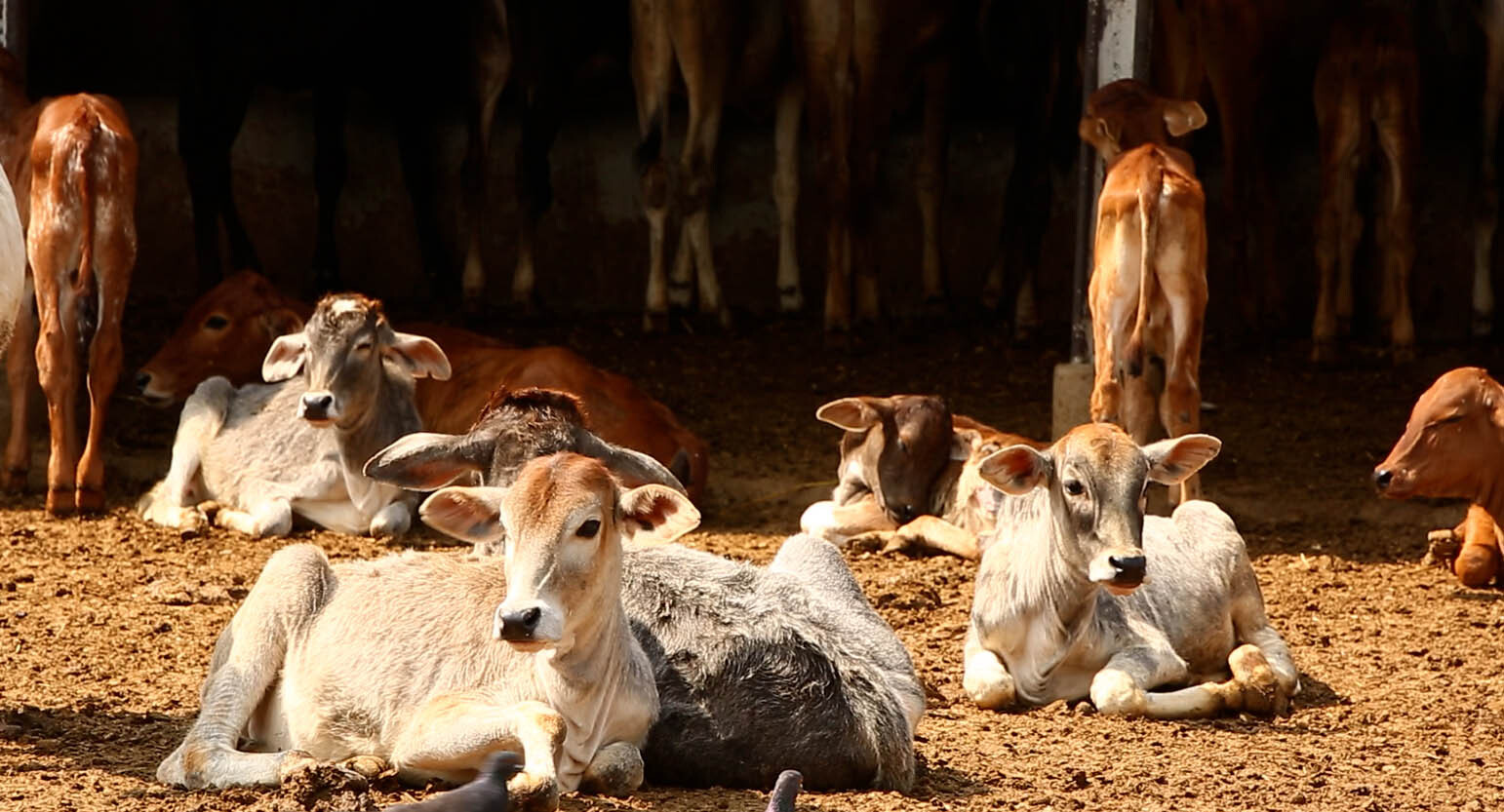 This 137-Year-Old Gaushala In Kolkata Needs Your Help To Look After ...