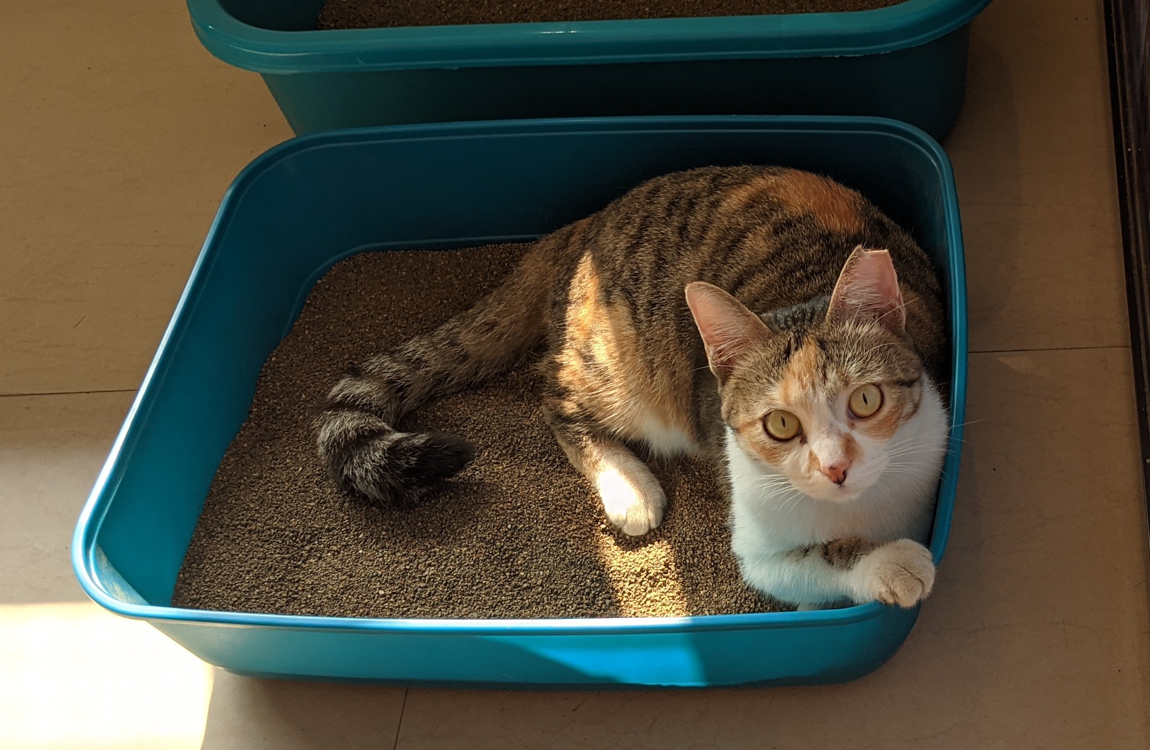 Support Catty Tales To Give These Voiceless Animals A Life Filled With ...