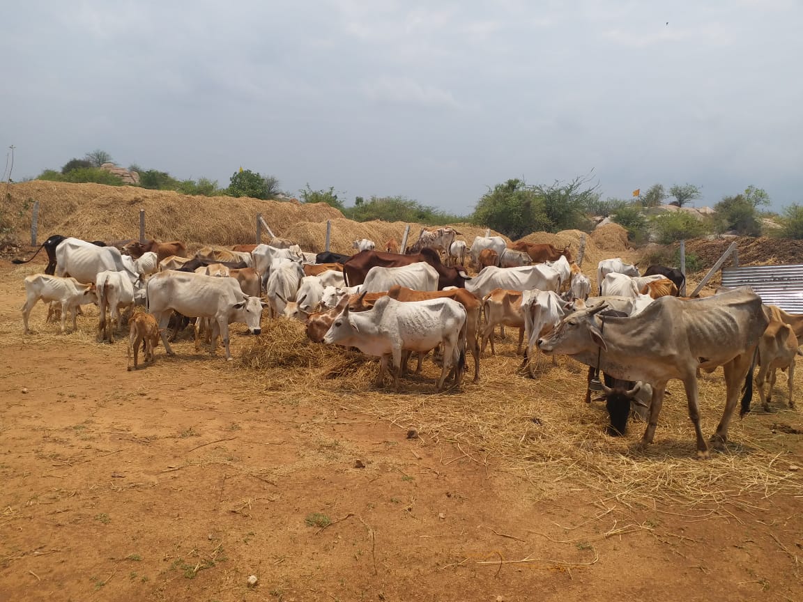 Help Cow Old Age Home Feed Fresh Fodder To 200+ Rescued Cows & Give ...