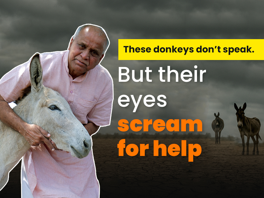 Rescue Hundreds Of Donkeys From A Life Of Pain, Donate To Feed Them ...