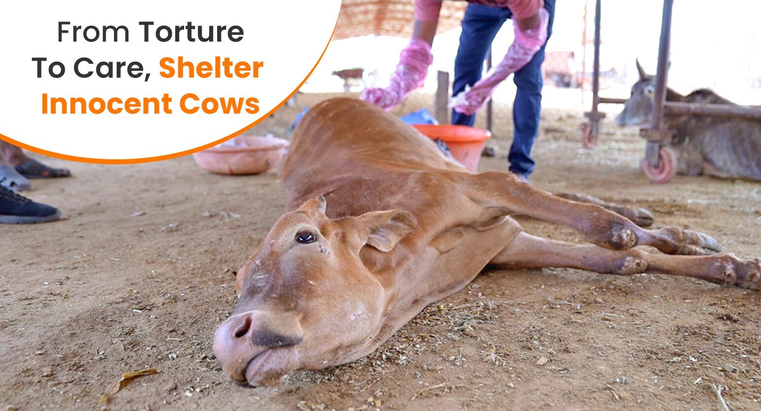 Thousands Of Cows In India Are Abandoned And Injured, Help Dhyan ...