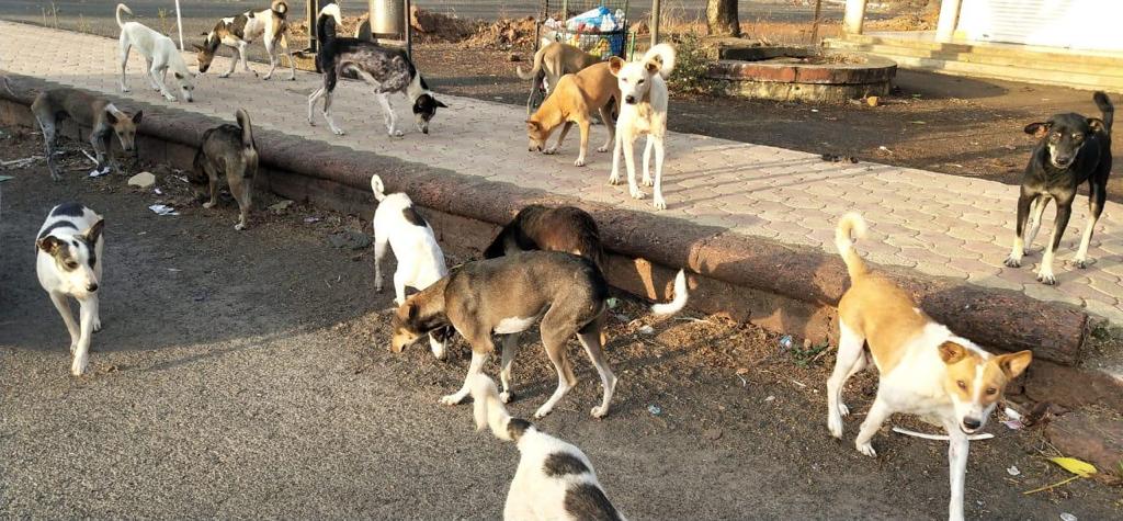 Help Dhyan Foundation Feed Hundreds Of Innocent Strays Who Are ...
