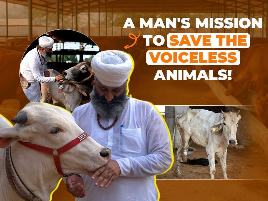 Haryana’s First Hospital for Cows Needs Your Support - Over 70,000 Cows ...