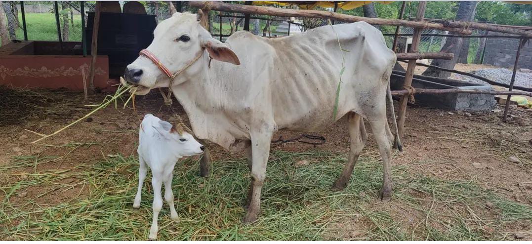 Jaideep Kumar Feed Fresh Fodder To Rescued Cows & Give Them A Better ...