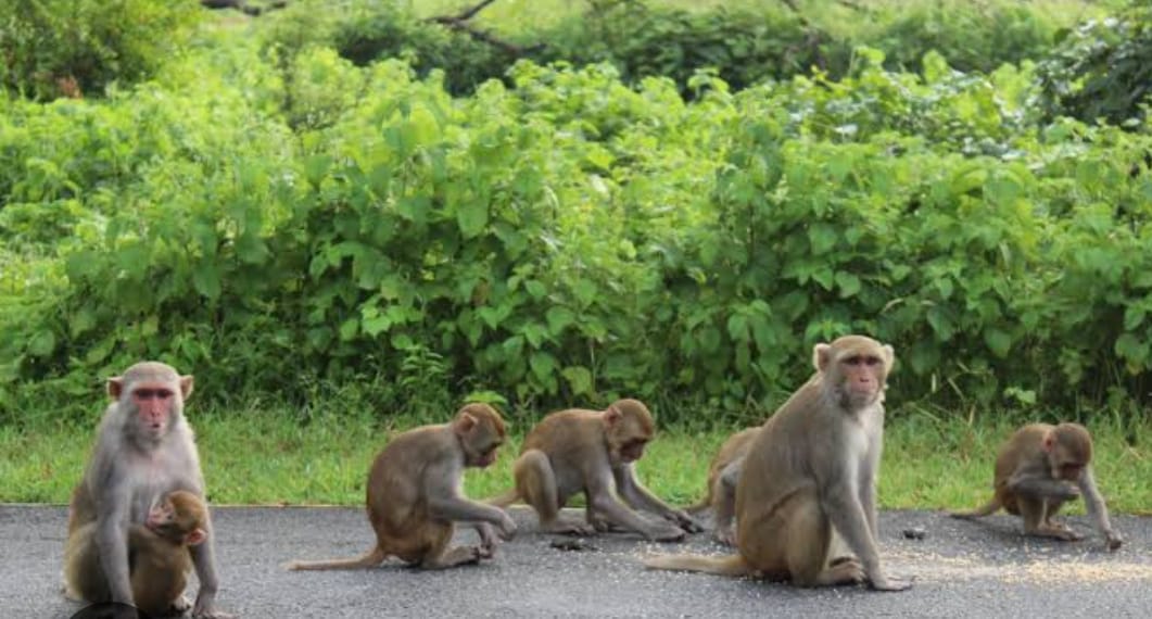 Feed the Monkeys And Save Hundreds Of Monkeys From Hunger! | DonateKart