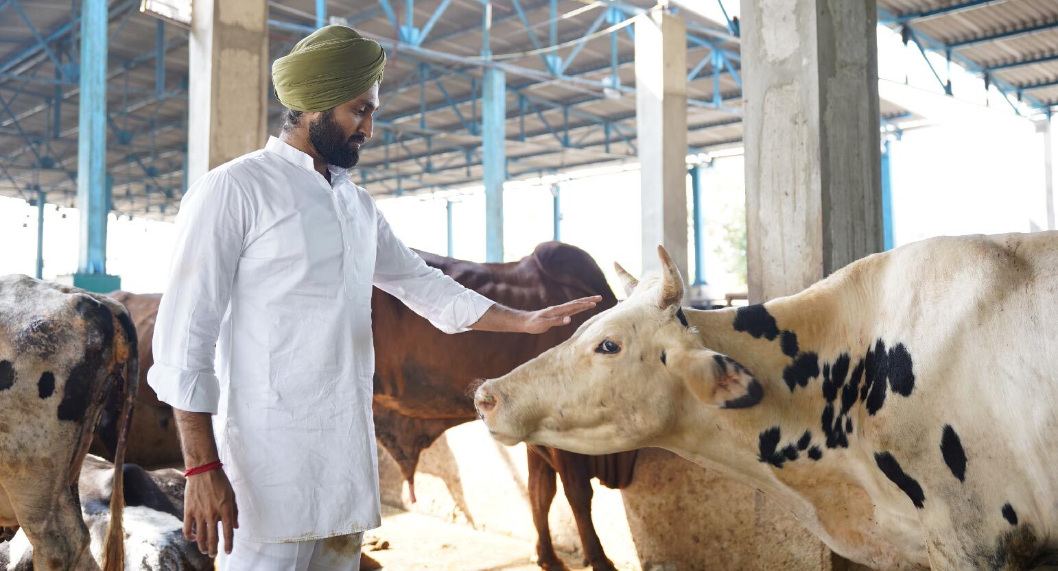This Gaushala In Amritsar Is Rescuing Hundreds Of Injured & Abandoned ...