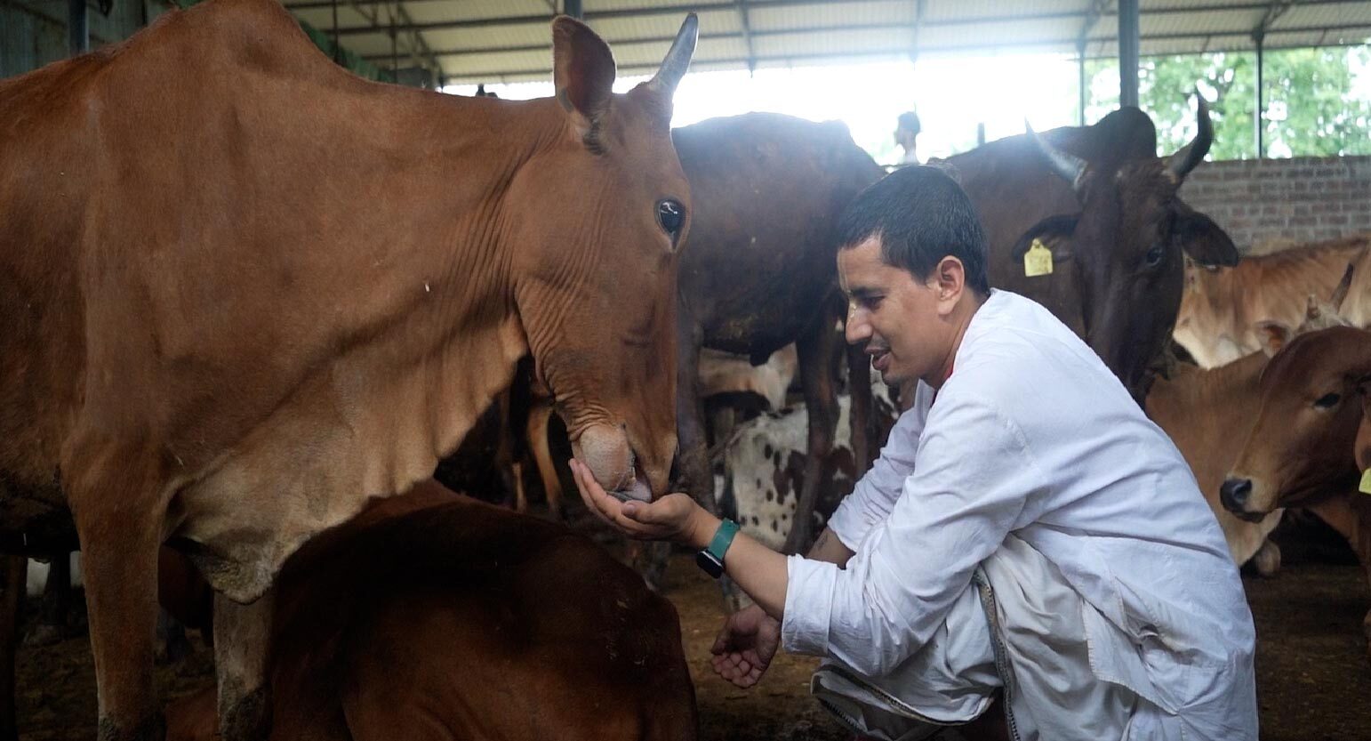 This Gaushala In Uttarakhand Is The Reason 2000+ Cows Have Healed From ...