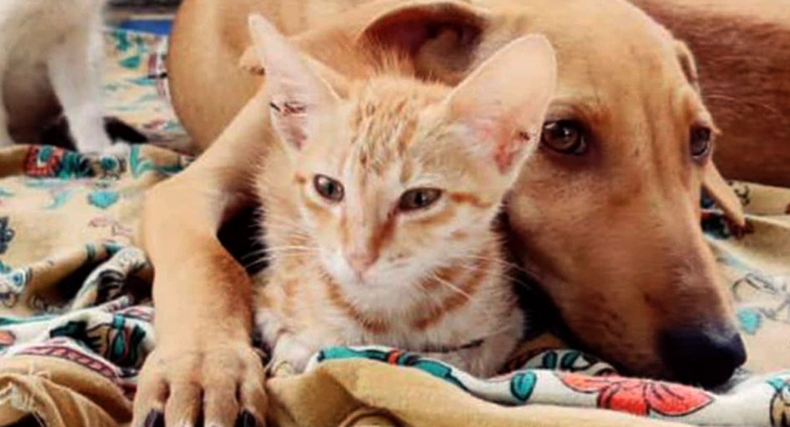 Sharan For Animals Is Saving Hundreds Of Strays From Starvation Every ...