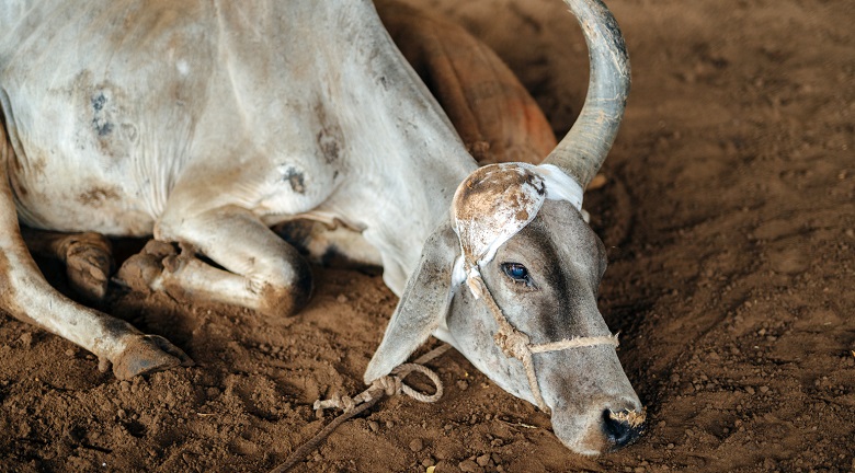 Donate To Help Cows With Rare Condition & Other Deadly Diseases Get The ...