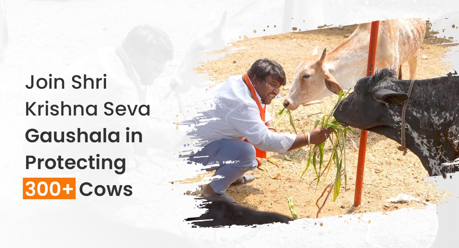 Be The Guardian Of 300+ Helpless Cows, Support Shri Krishna Seva ...