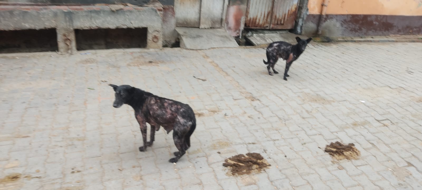 Join Hands With Street Life NGO To Help Stray Dogs | DonateKart